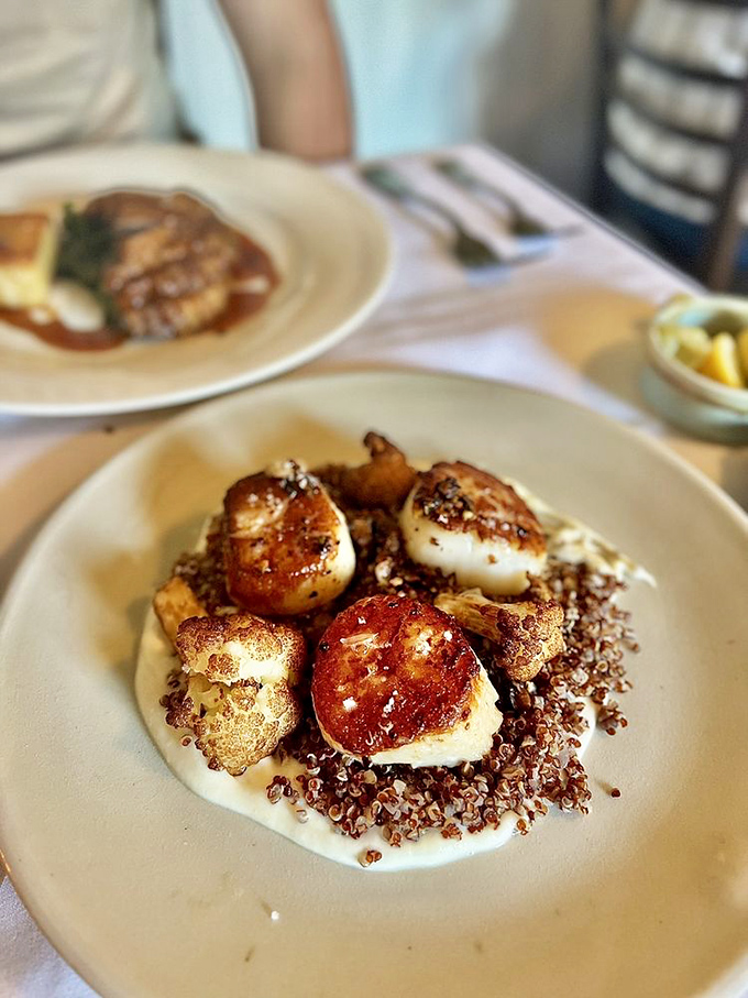 Seared scallops nestled on quinoa like golden medallions of the sea, proving that simple ingredients create extraordinary moments.