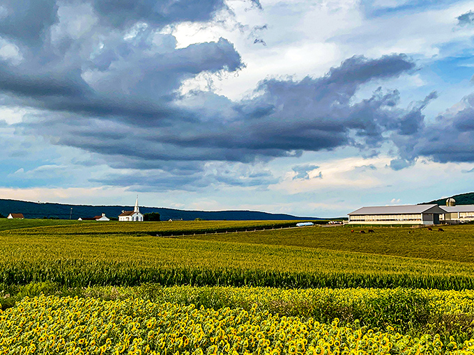 Golden fields stretch toward blue mountains under dramatic skies—nature's way of showing off without charging admission fees.