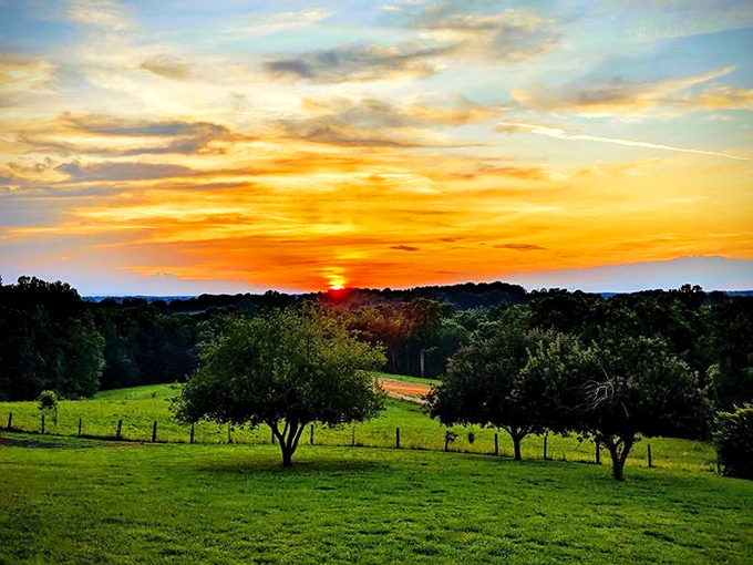 Golden hour bathes Gaffney's countryside in amber light, turning ordinary farmland into a masterpiece that would make even Bob Ross add a few "happy little trees." 