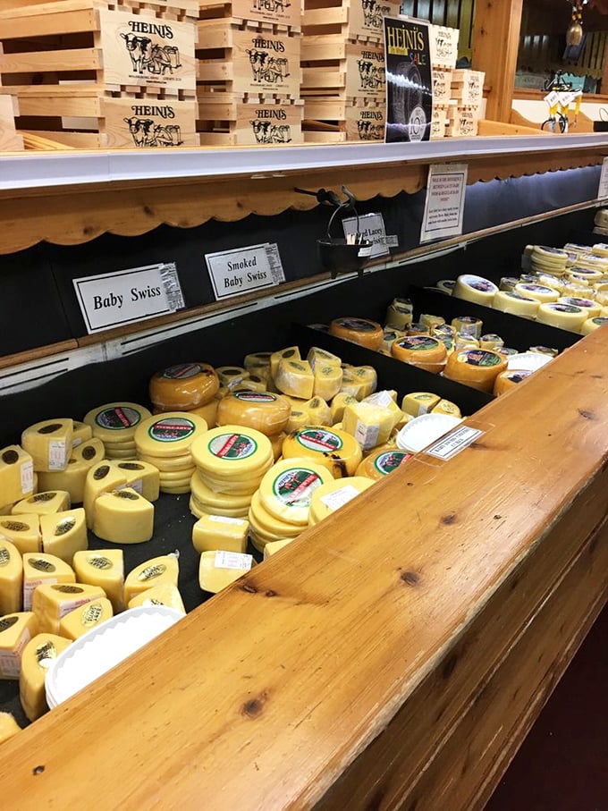 Baby Swiss wheels gleam like golden treasures beneath rustic wooden shelving. This is what cheese dreams are made of, folks.