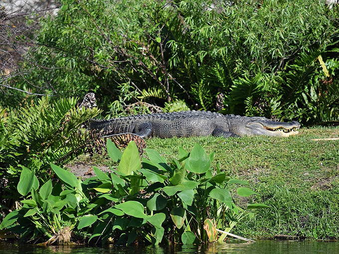 Florida retirement includes unexpected neighbors like this sunbathing alligator, who also appreciates affordable waterfront real estate.