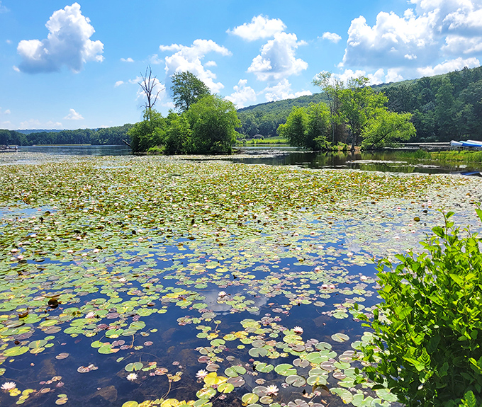 Water lilies playing their version of connect-the-dots across the lake surface. Monet would've canceled his garden plans for this view..