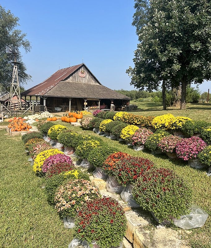Fall at Weston Red Barn Farm: where mums explode in colors so vivid they make those pumpkins look like they're trying too hard.