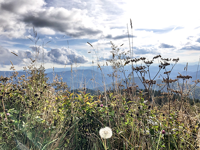 Wild grasses and dandelions frame the view like nature's own Instagram filter. No hashtag could possibly do this justice.