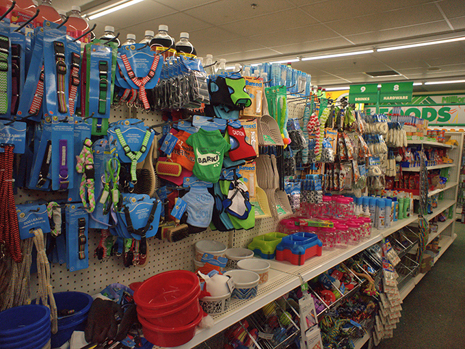 Summer fun arsenal: water toys, nets, and colorful outdoor gear ready to transform backyards into budget-friendly adventure zones.