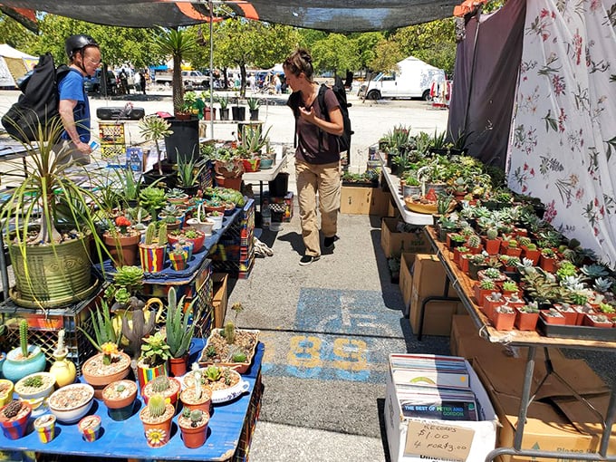 Succulent heaven! Where apartment dwellers and notorious plant killers alike can find the perfect low-maintenance roommate that won't eat your leftovers.