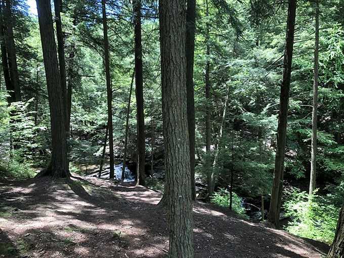 The forest primeval beckons explorers. Walking these paths feels like stepping into a Tolkien novel, minus the orcs but with all the wonder.