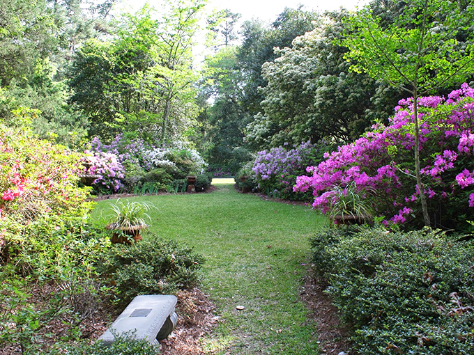 Spring explodes in technicolor as azaleas create a pink-hued corridor that would make even Dorothy's yellow brick road seem understated.
