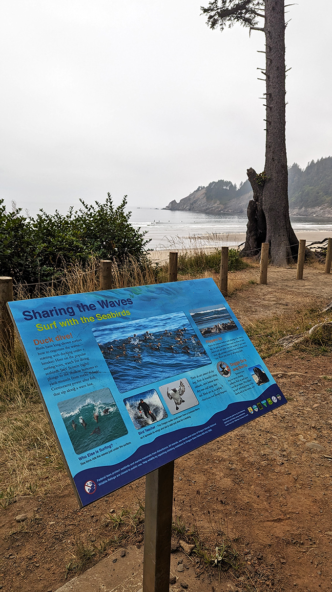 "Sharing the Waves" – a gentle reminder that this surfing sanctuary belongs to both humans and wildlife, a lesson in coastal coexistence.