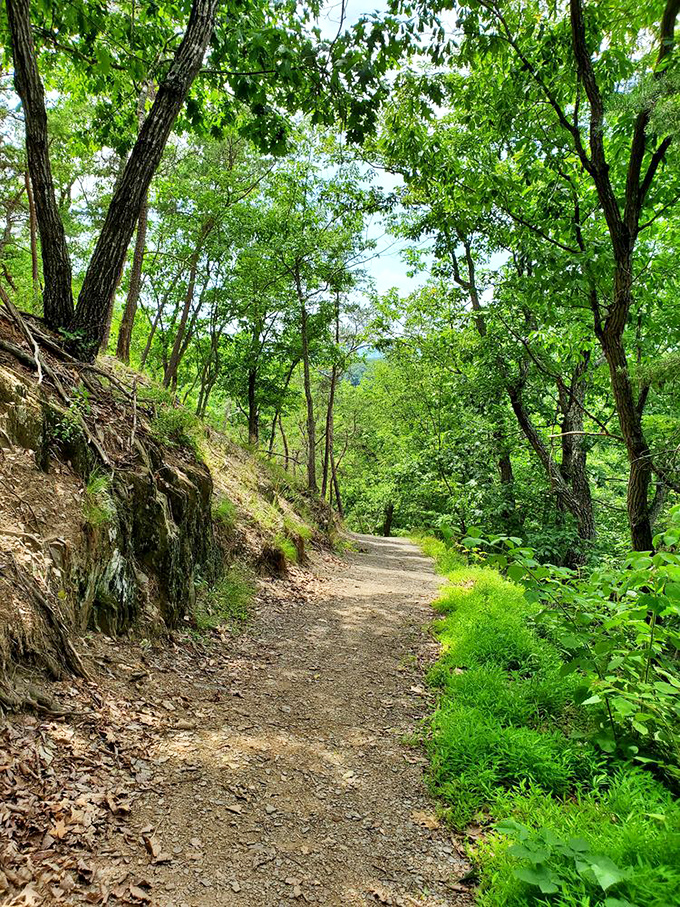 Forest paths that wind through green tunnels, making every step feel like entering a natural cathedral.