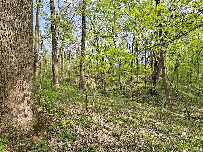 Spring's green revival transforms the forest floor into nature's art gallery. These rolling hills have stories to tell if you're willing to listen.