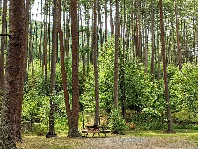 A lone picnic table waits patiently among towering pines, like the last chocolate in the box that nobody has noticed yet.