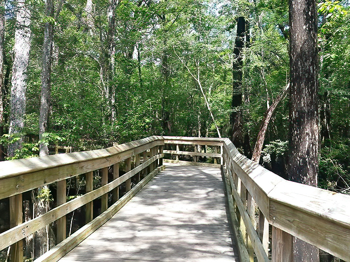 The boardwalk to bliss. Each wooden plank leads you closer to the kind of serenity that expensive meditation apps can only dream about.