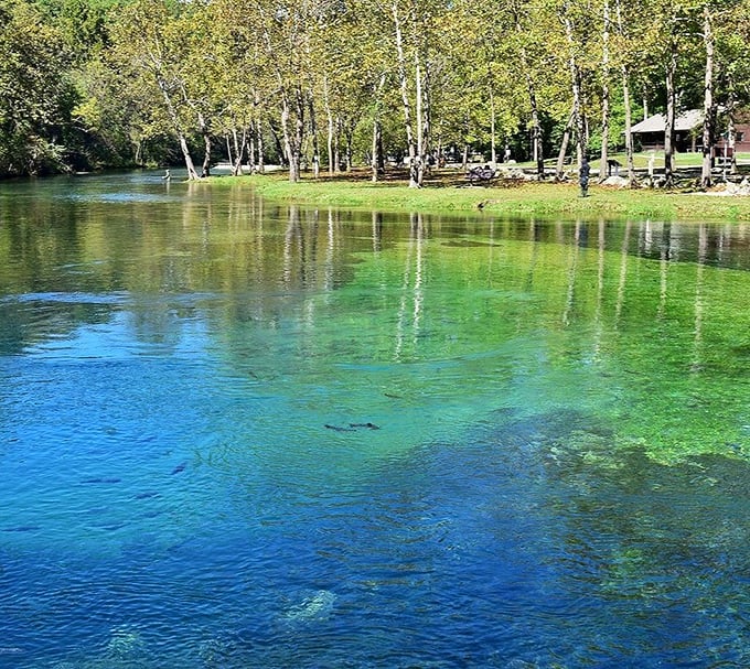 Bennett Spring's waters shimmer with an otherworldly blue-green glow. Trout swim here like they're auditioning for National Geographic.