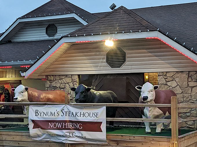 Those cow statues aren't just cute decoration—they're a promise of the bovine excellence awaiting inside Bynum's unpretentious walls.