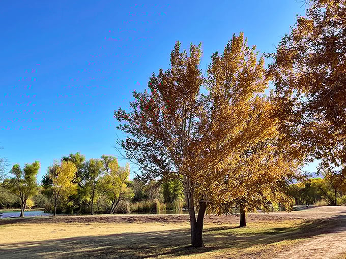 Dead Horse Ranch's verdant oasis feels like finding a secret garden in the middle of Arizona's high desert.