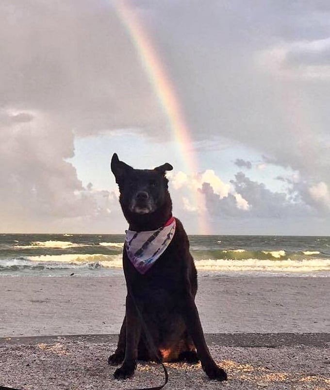 Sunset magic happens here, where historic charm meets modern dog-friendly beaches in perfect harmony every evening. 