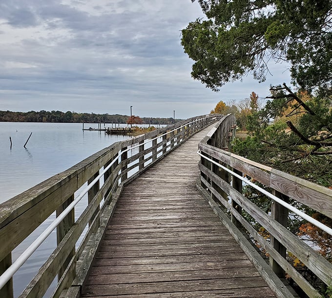 Boardwalk to paradise! Smallwood's wooden pathway invites exploration of marshlands teeming with hidden wildlife.