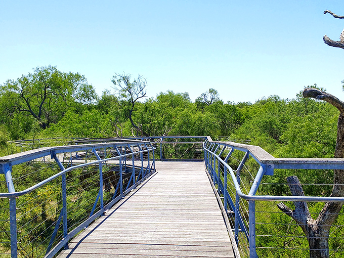Bird paradise! Bentsen-Rio Grande's observation deck offers front-row seats to nature's greatest air show, no TSA line required.