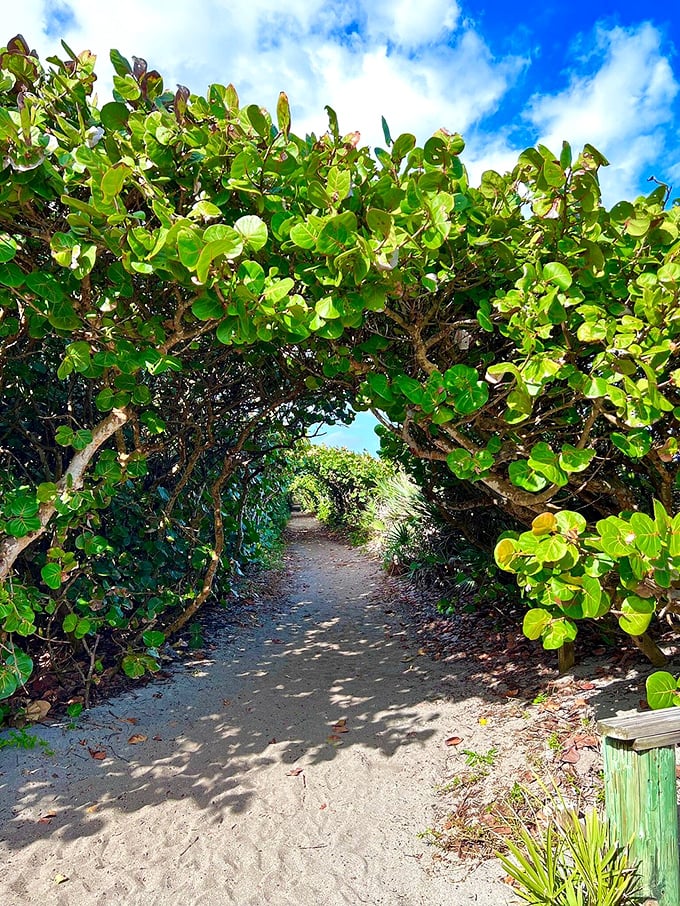 A natural tunnel of sea grape leaves frames your path to paradise. Blowing Rocks Preserve's trails lead to Florida's most dramatic coastline.