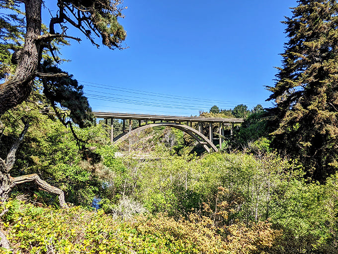 Five forest terraces tell Earth's story in living chapters, from grassland to pygmy forest magic.