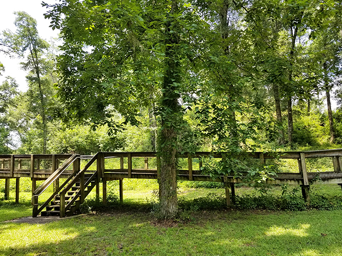 Stairway to serenity! This wooden walkway at Letchworth-Love Mounds invites you to climb into Florida's peaceful embrace.