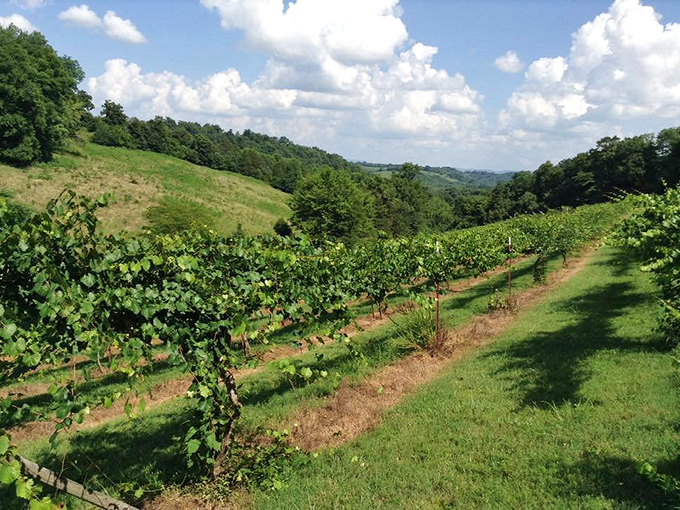 The rolling vineyards near Lynchburg offer a taste of wine country without California prices. Tennessee terroir at its most beautiful!