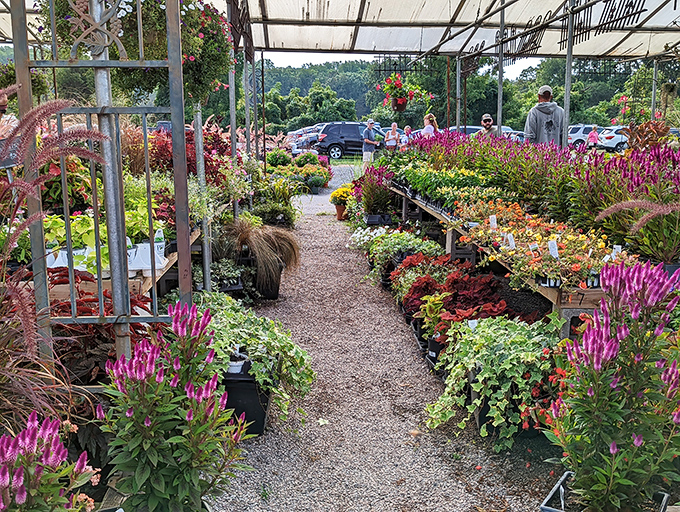 The colors alone are worth the trip! Rice's Market's plant section is therapy disguised as shopping.