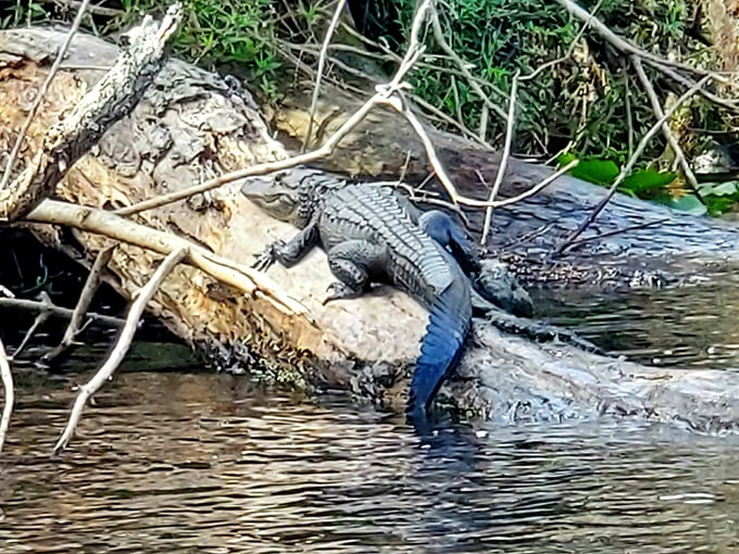Florida's prehistoric resident catches some sun. This scaly sunbather has perfected the art of relaxation over millions of years.