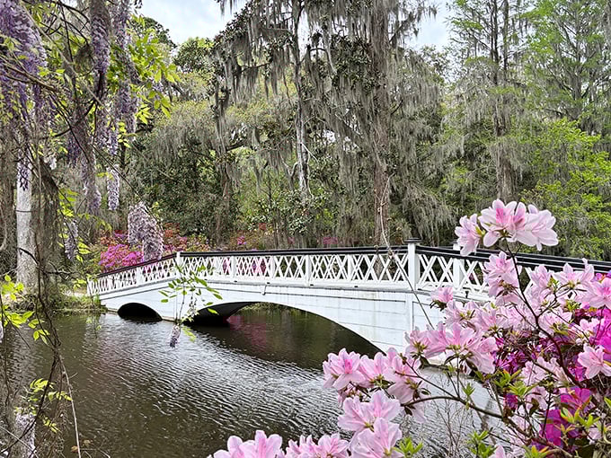 The white bridge arched over reflective waters surrounded by spring azaleas creates a scene so picturesque it feels almost suspiciously perfect.