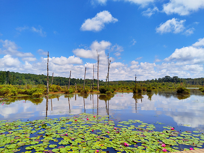 Water lilies that would make Monet reach for his paintbrush. This tranquil wetland scene at Big Haynes Nature Trail is nature's version of meditation.