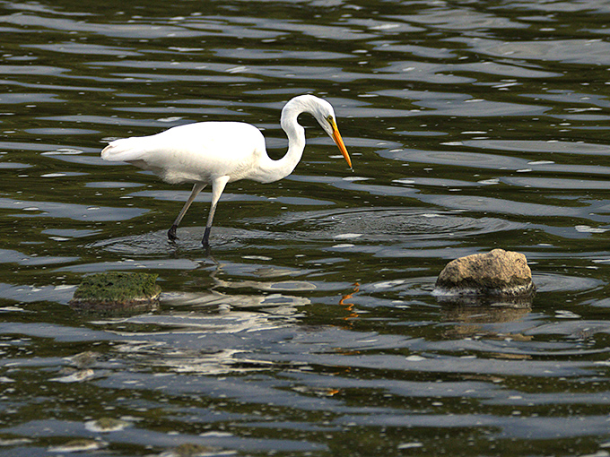Nature's most elegant fisherman at work. This great egret demonstrates the art of patience, standing statue-still until the perfect moment to strike.