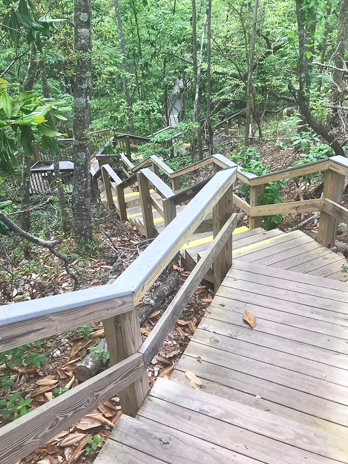 Wooden steps descend into a forest that feels more Appalachian than Floridian. Your knees might complain, but your eyes will thank you.