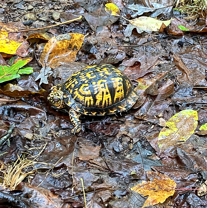 This box turtle isn't racing anywhere – he's mastered the art of slow living that the rest of us are trying to learn from wellness podcasts.