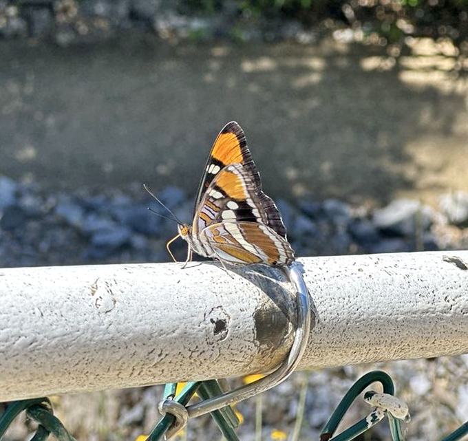 Even butterflies appreciate a good cave tour! This colorful visitor takes a break at the caverns, proving that beauty above ground is drawn to beauty below.