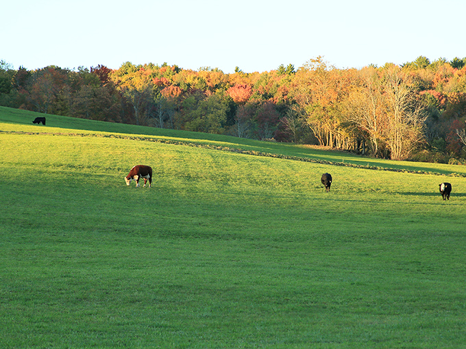These cows are living their best pastoral life against a backdrop of autumn colors that would make a New England calendar jealous.