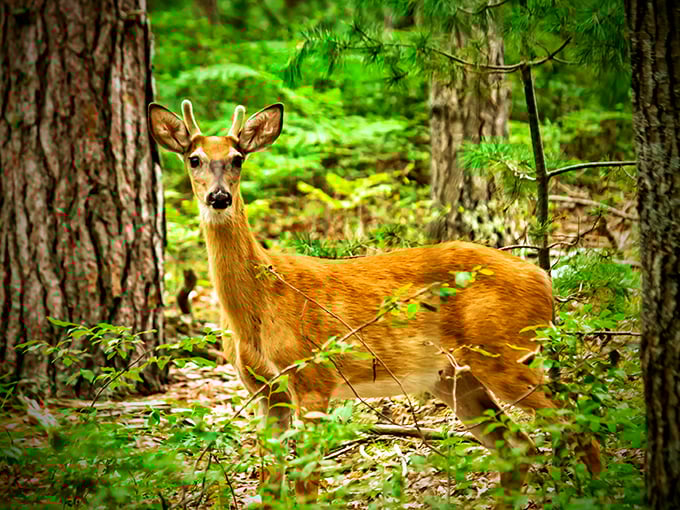 The real welcoming committee. This curious white-tailed deer reminds visitors they're merely guests in a wilderness home that belongs to many.