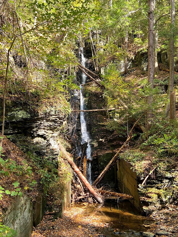 Fallen trees create natural sculptures, reminding visitors of the forest's constant cycle of renewal.