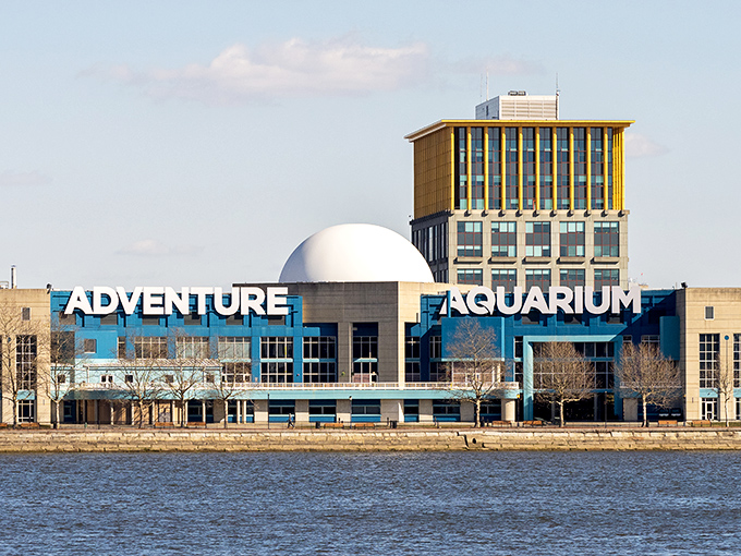 The Adventure Aquarium stands as Camden's crown jewel, where resident discounts make swimming with sharks an affordable adventure for the young at heart.