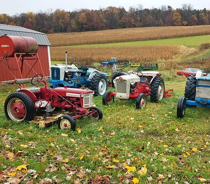 A tractor graveyard or rural sculpture garden? Either way, these mechanical workhorses have earned their retirement after decades of dawn-to-dusk service.