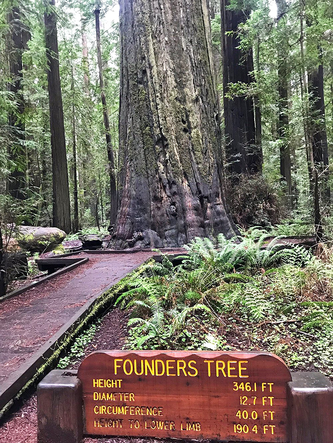 Standing next to these ancient giants makes your midlife crisis seem charmingly insignificant by comparison.