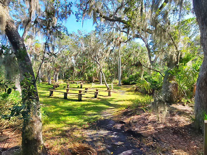 Hammock Park offers a slice of old Florida where Spanish moss drapes over ancient oaks, creating natural cathedral ceilings above rustic benches. 