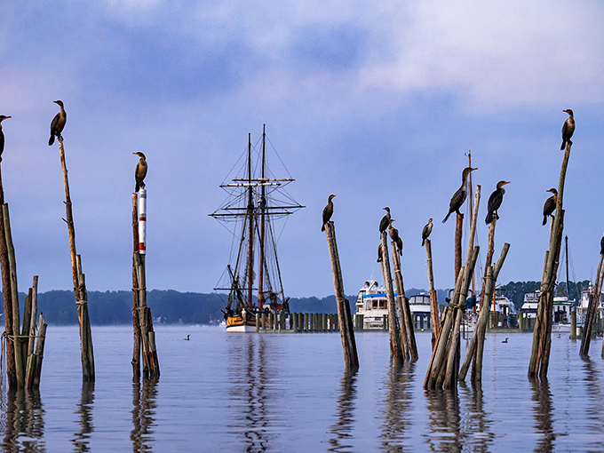 Cormorants stand sentinel on weathered pilings as the Sultana tall ship glides into harbor – a scene unchanged for centuries.