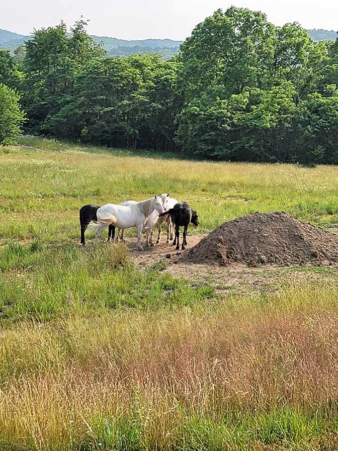 Wild horses couldn't drag you away from this view! These majestic creatures roaming freely remind us that some of life's best encounters happen unexpectedly.
