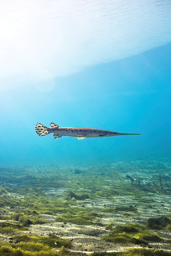 Underwater celebrity sighting! This longnose gar hasn't changed its look since dinosaurs roamed&mdash;talk about commitment to a style.