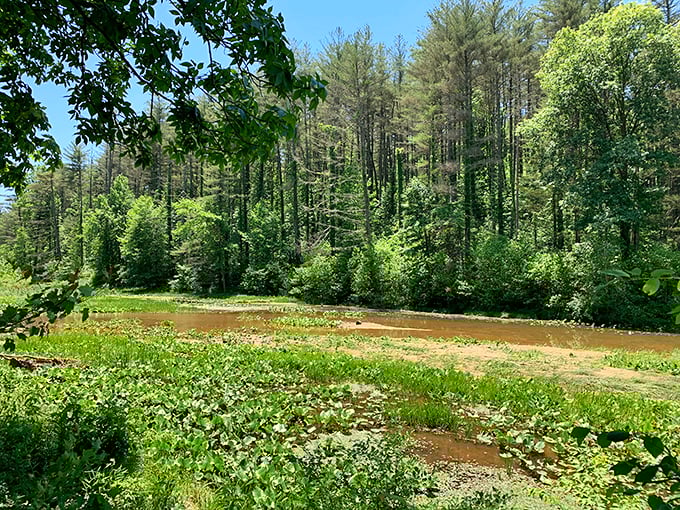 Mother Nature's finest water garden. Lily pads and wildflowers create a Monet-worthy scene that changes with each passing breeze.
