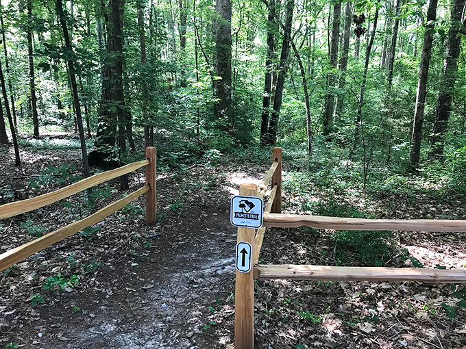 Nature's cathedral awaits down this Lynch's Woods trail, where dappled sunlight creates stained glass patterns on the forest floor.