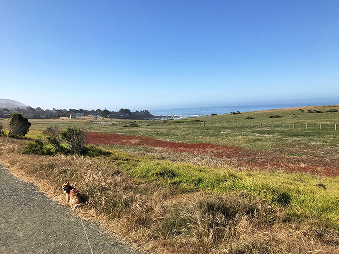 Golden grasses frame the coastal trail like nature's own velvet rope, guiding visitors toward the endless blue horizon.