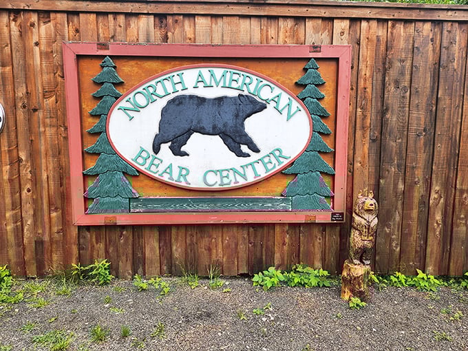 The North American Bear Center's rustic sign welcomes visitors to learn about the misunderstood bruins who share Minnesota's northwoods.