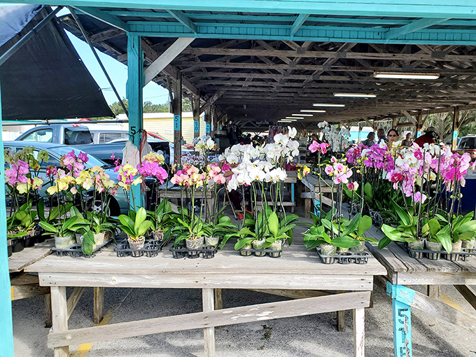 Orchids standing at attention like botanical beauty queens, each one competing for the title of "Most Likely to Impress Your Neighbors."